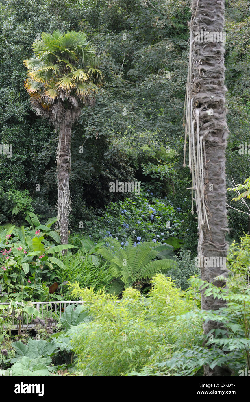 Cornish palm tree hi-res stock photography and images - Alamy