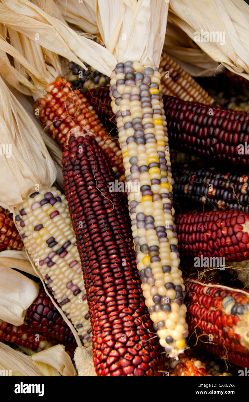California. Fall harvest time, typical colorful Indian corn Stock Photo ...