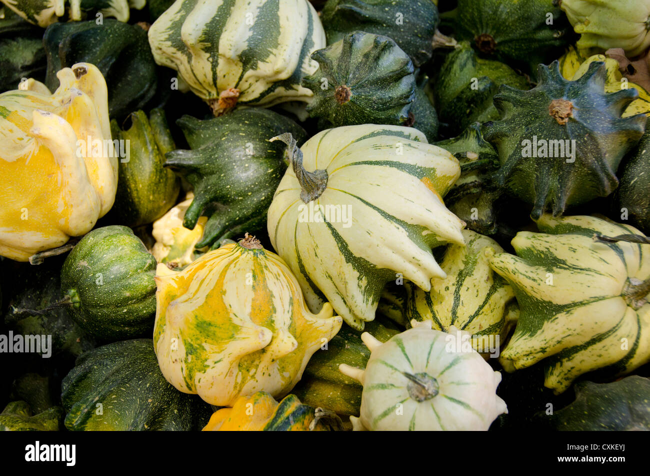 California fruit stand. Crown of Thorns ornamental gourds Stock Photo ...