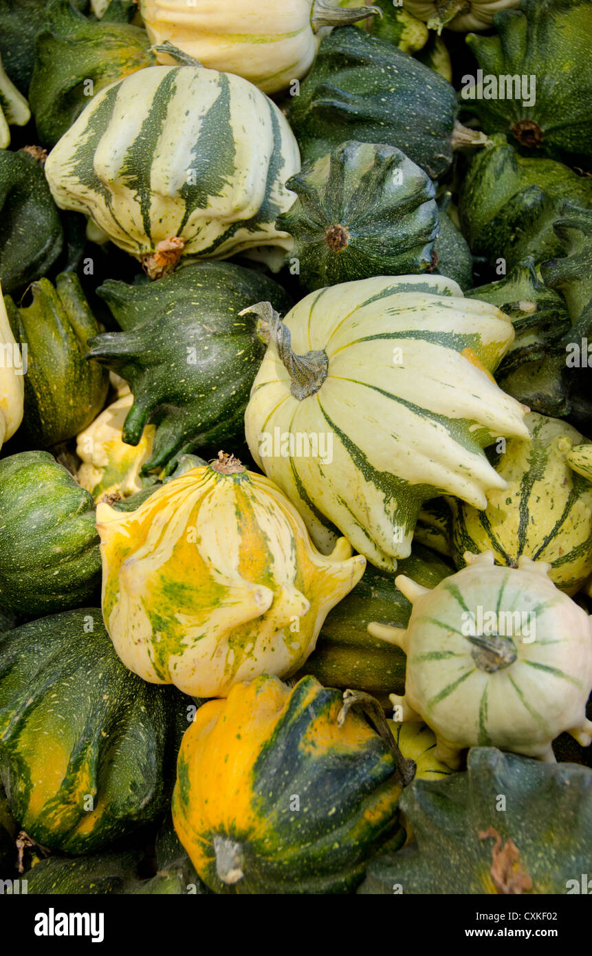 California fruit stand. Crown of Thorns ornamental gourds Stock Photo ...