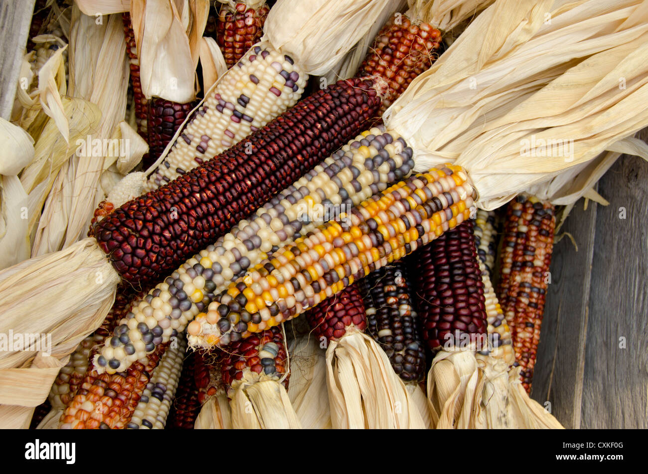 California. Fall harvest fruit stand, typical colorful Indian corn ...
