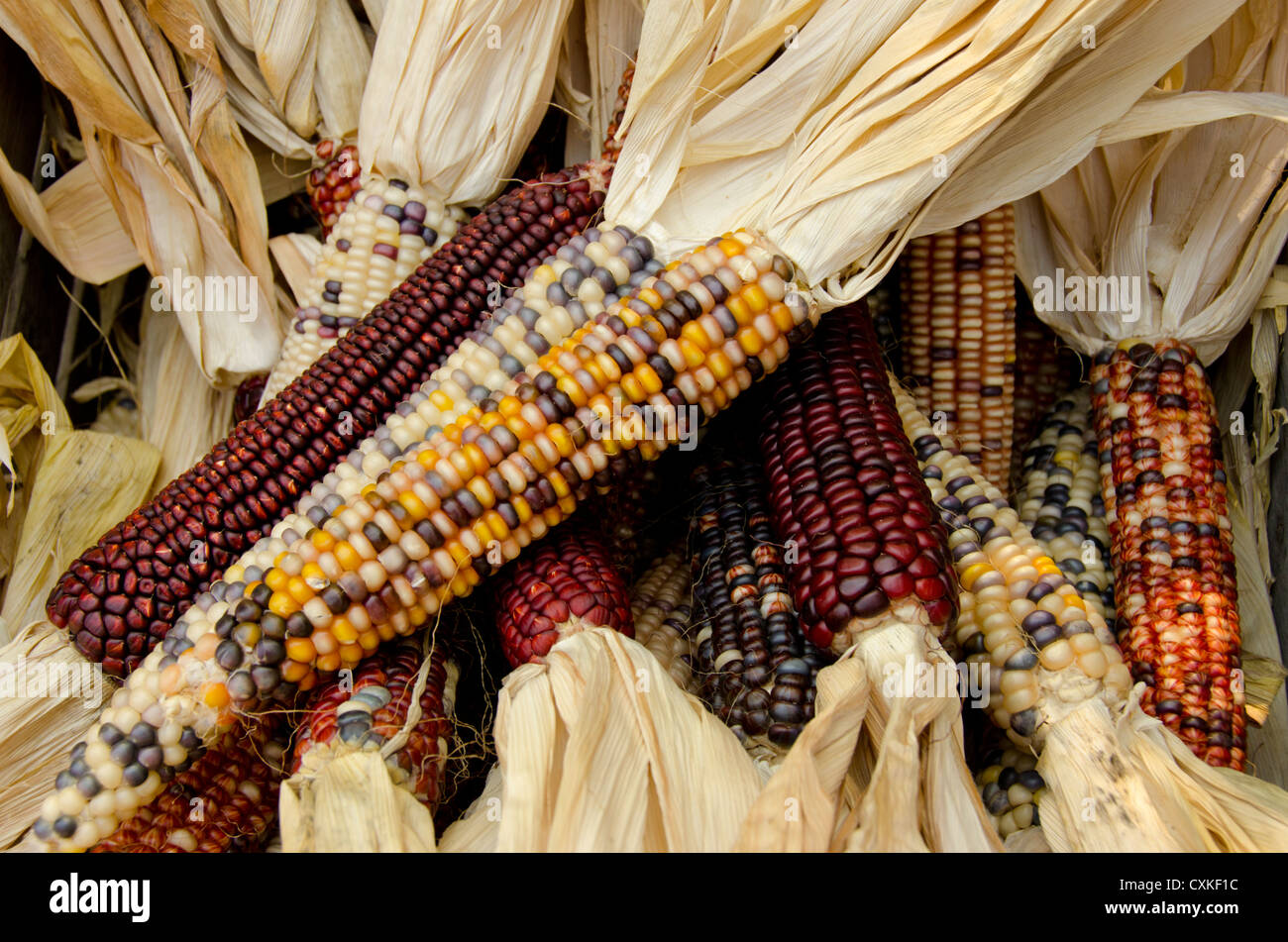 California. Fall harvest fruit stand, typical colorful Indian corn ...