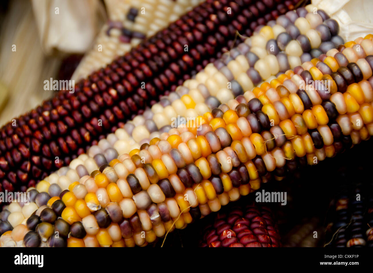 California. Fall harvest fruit stand, typical colorful Indian corn ...