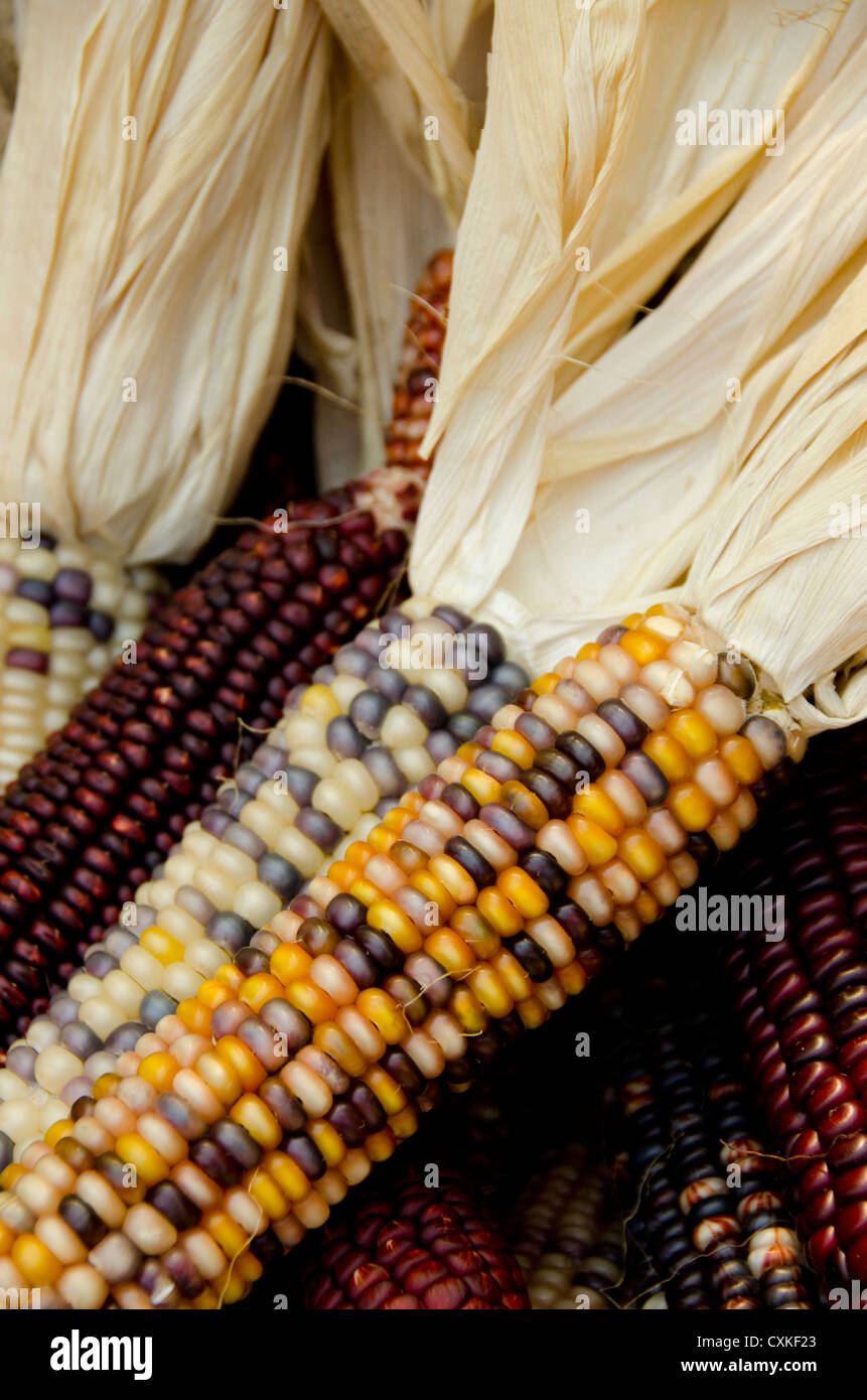 California. Fall harvest fruit stand, typical colorful Indian corn ...