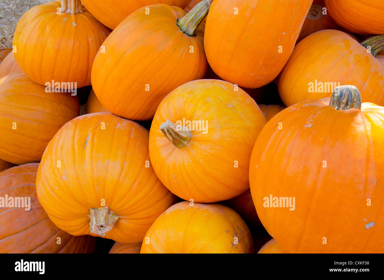 California. Fall harvest in California. Detail of pumpkins Stock Photo ...