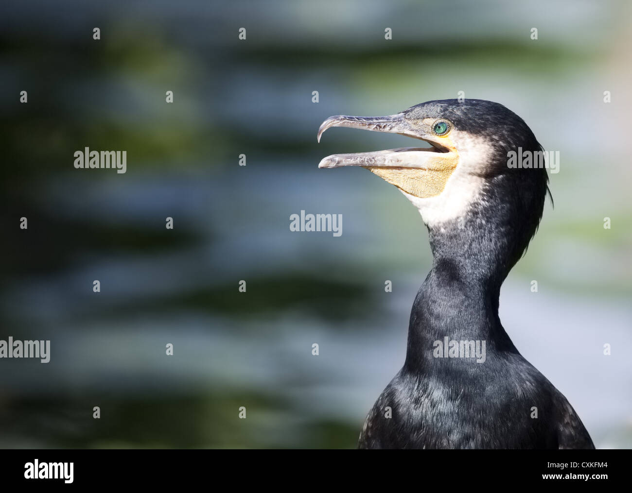 Baby cormorant hi-res stock photography and images - Alamy