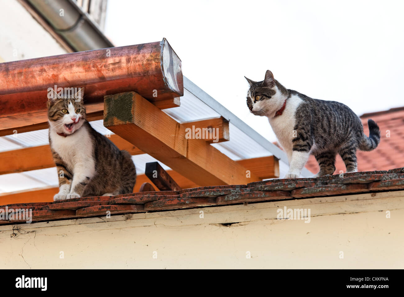 Two cats on a rooftop Stock Photo - Alamy