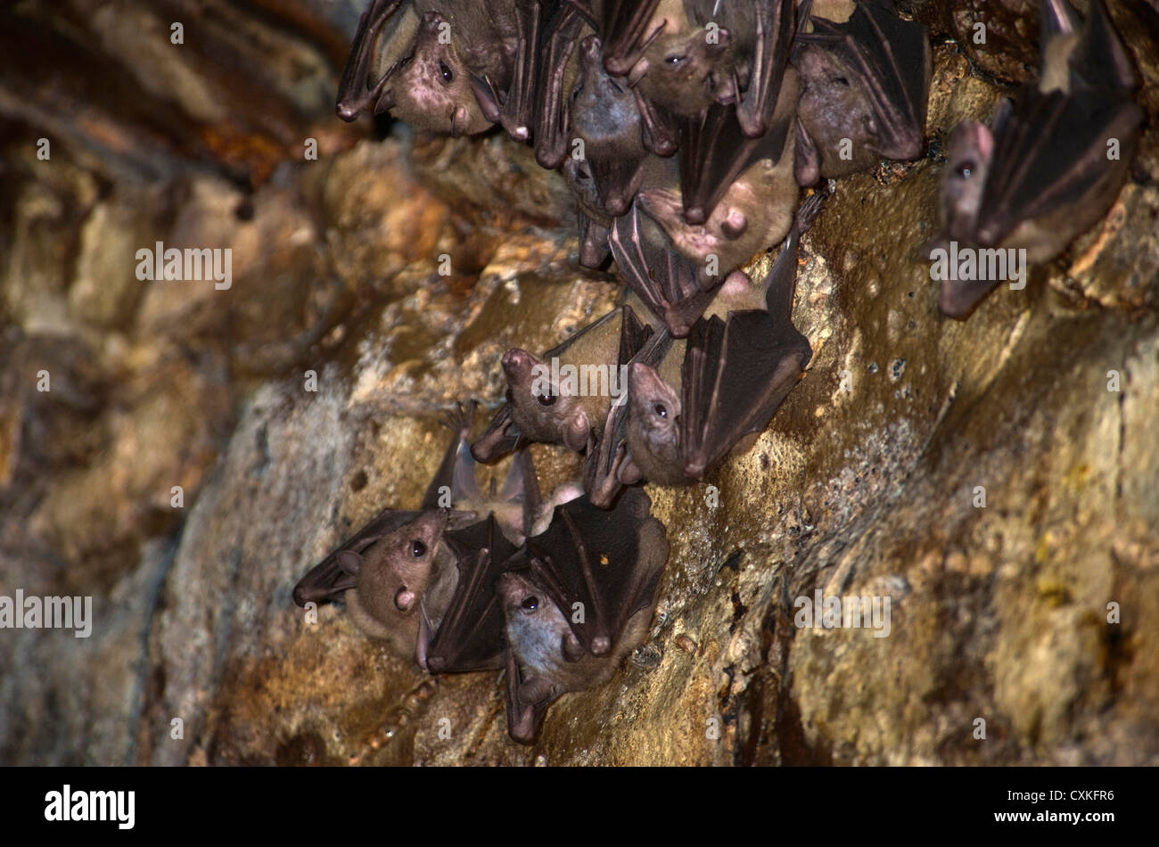 Eidolon dupreanum hi-res stock photography and images - Alamy