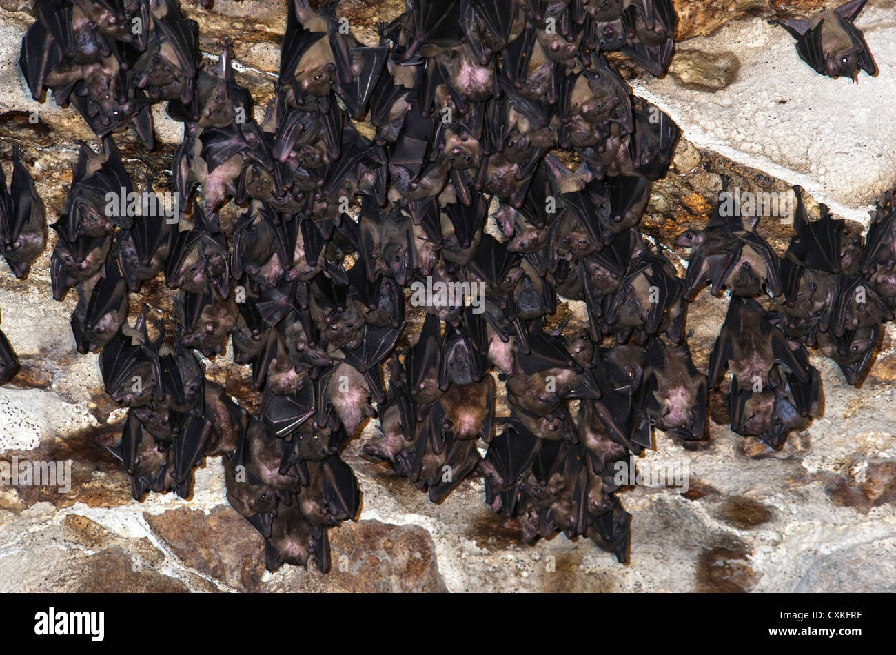 Madagascar fruit bat hi-res stock photography and images - Alamy