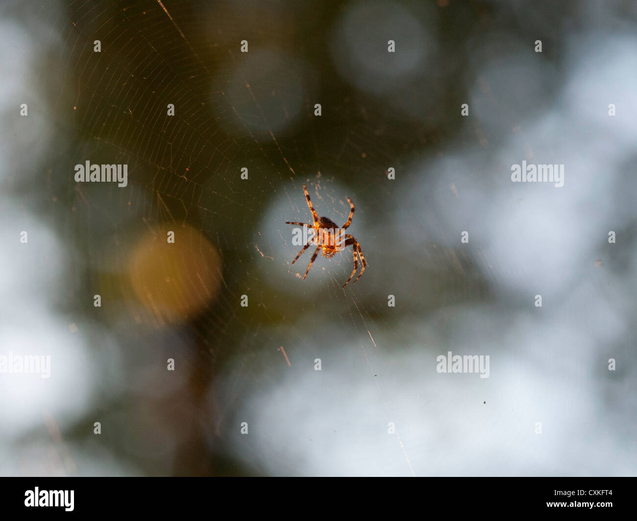 A large spider in his net Stock Photo - Alamy