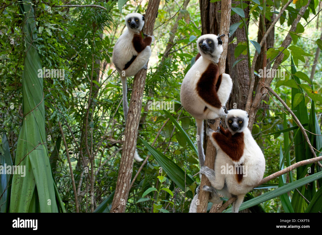 Coquerel's sifakas, (Propithecus coquereli), Madagascar Stock Photo - Alamy