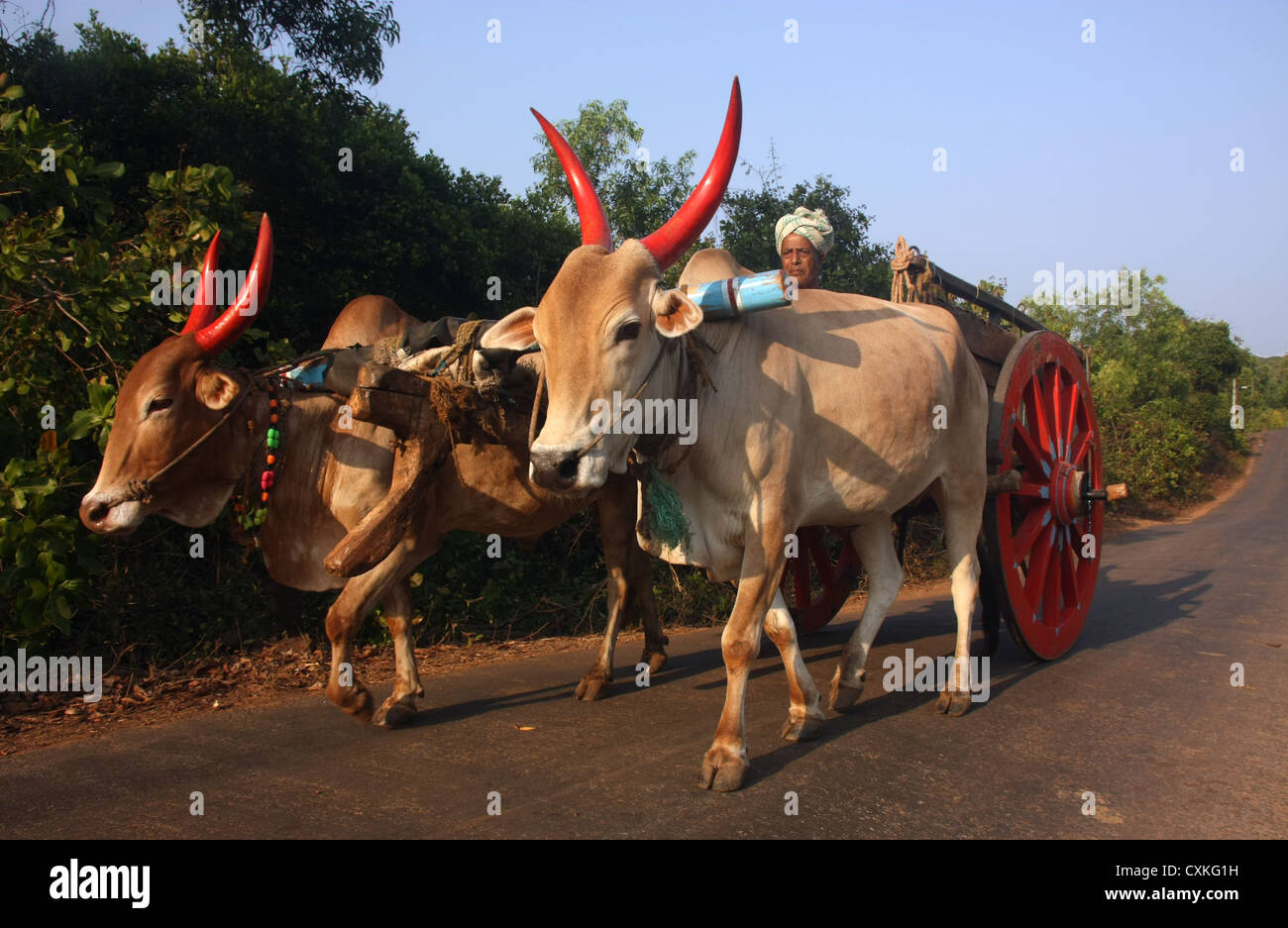Old man and decorated ox cart at sunset Maharashtra India Stock Photo ...