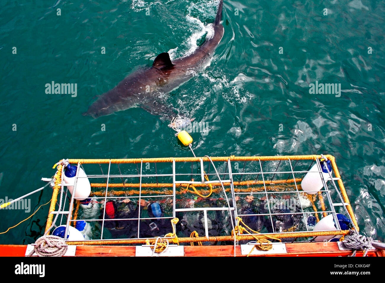 South African Great White Shark High Resolution Stock Photography and ...