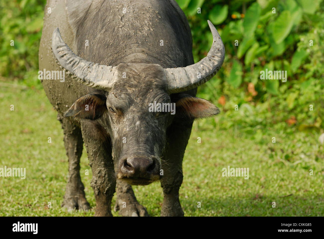 Feral water buffalo grazing in a field on Lantau Island China Stock ...