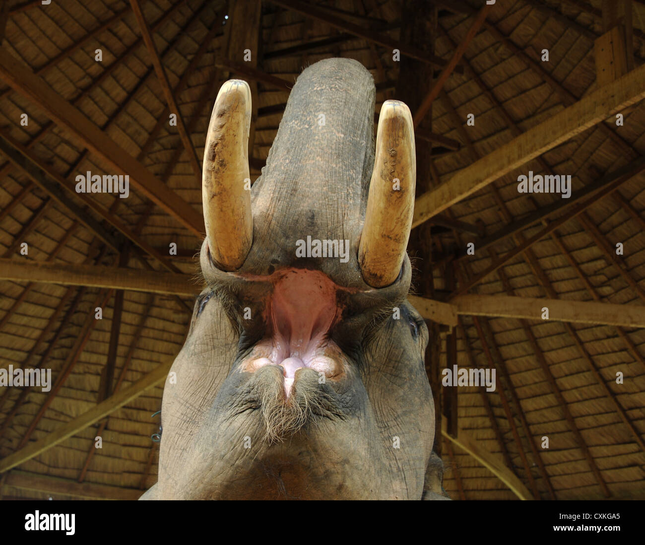 Elephant open mouth hi-res stock photography and images - Alamy