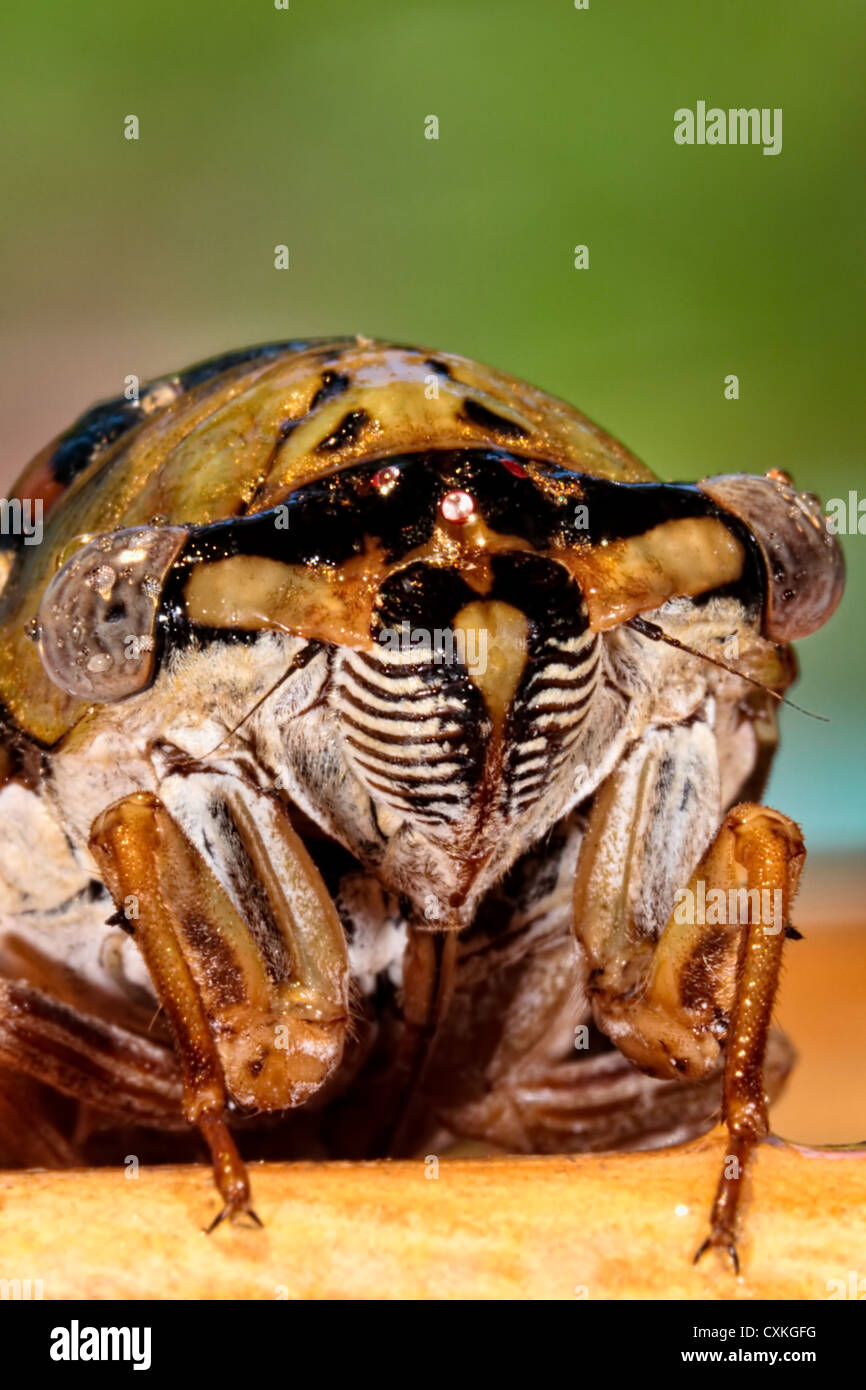 Close up of a Cicada Stock Photo - Alamy