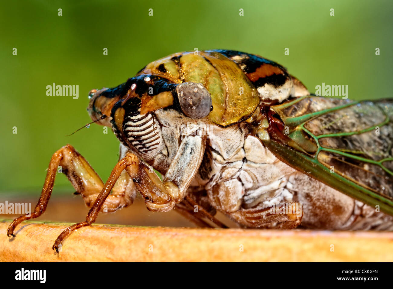 Close up of a Cicada Stock Photo - Alamy
