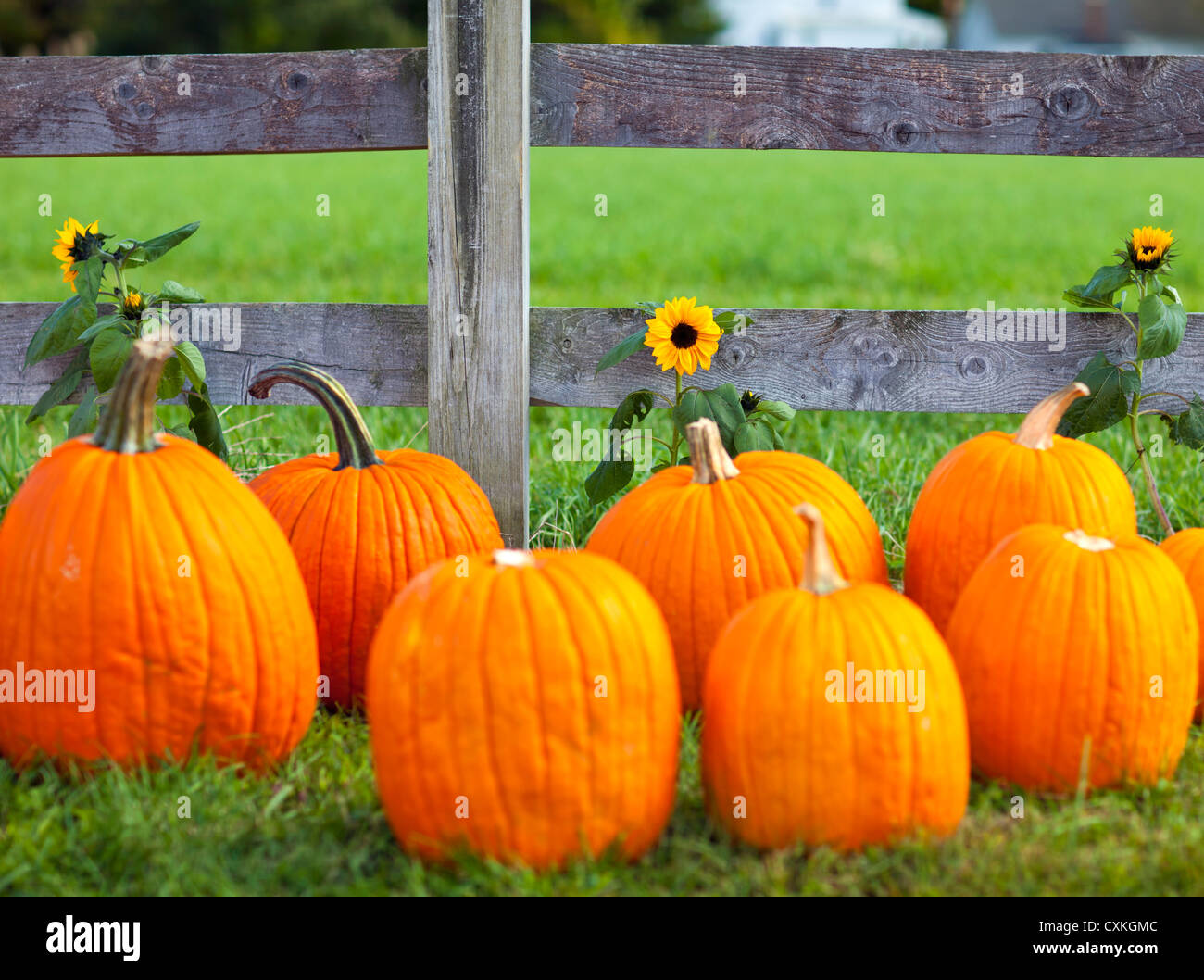 Pumpkin patch field on a farm in the fall Stock Photo - Alamy