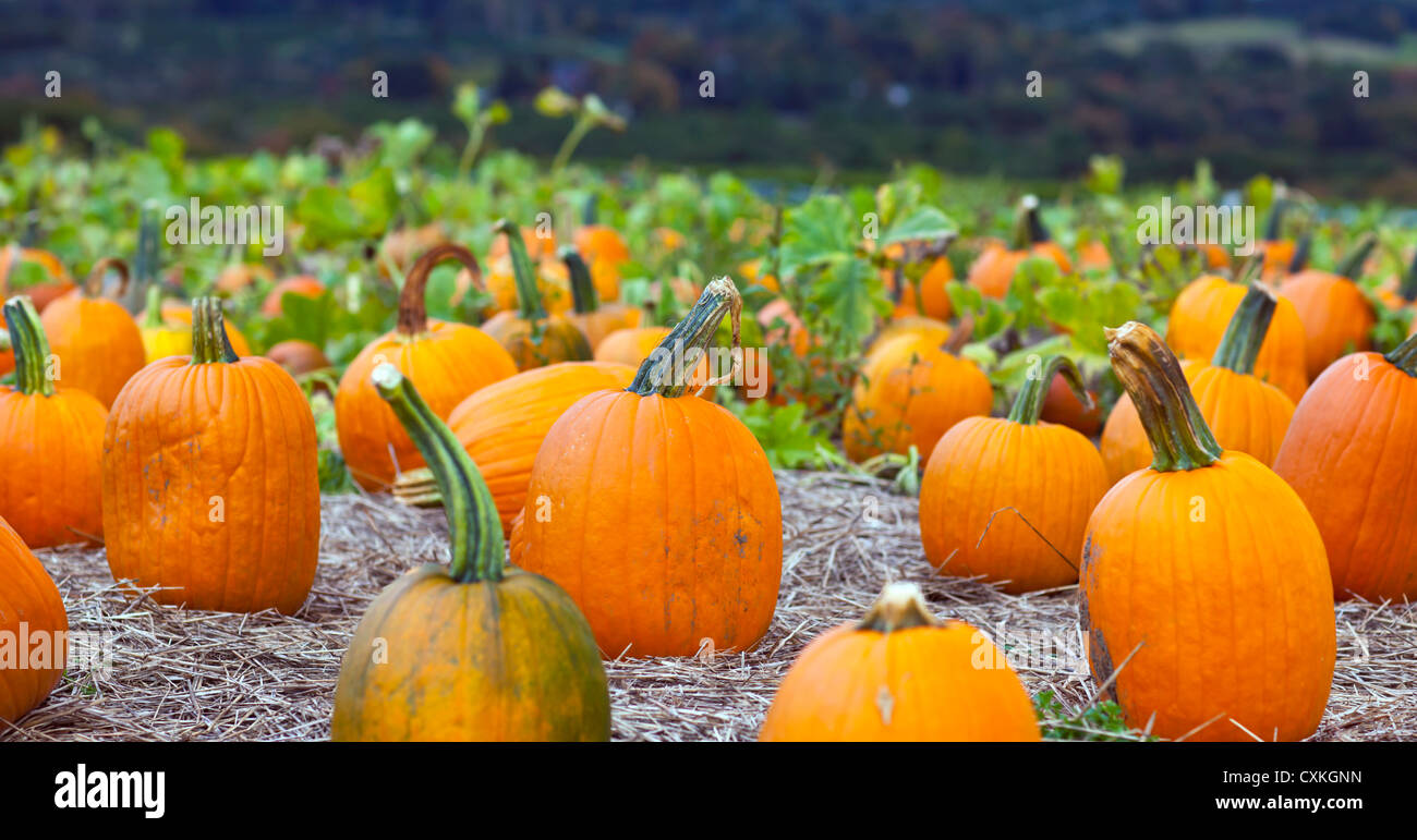 Pumpkin patch field on a farm in the fall Stock Photo - Alamy