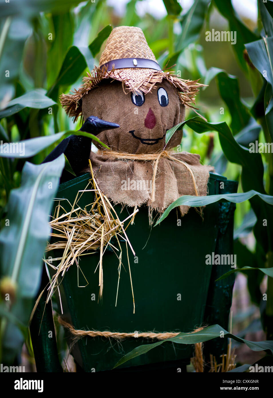 Scaregrow standing in a field of fresh corn Stock Photo - Alamy