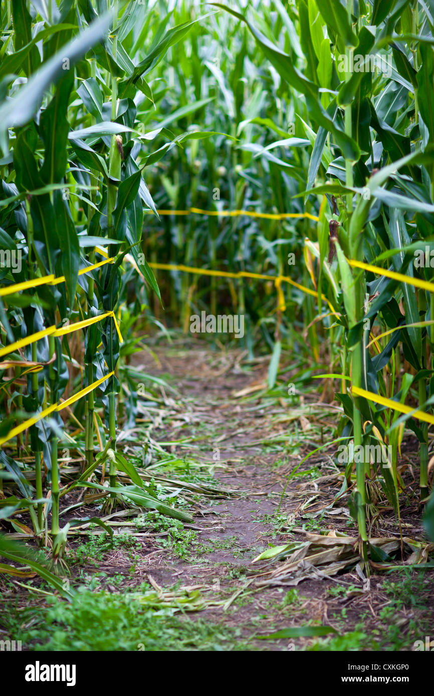Traditional corn maze path in rural america Stock Photo - Alamy