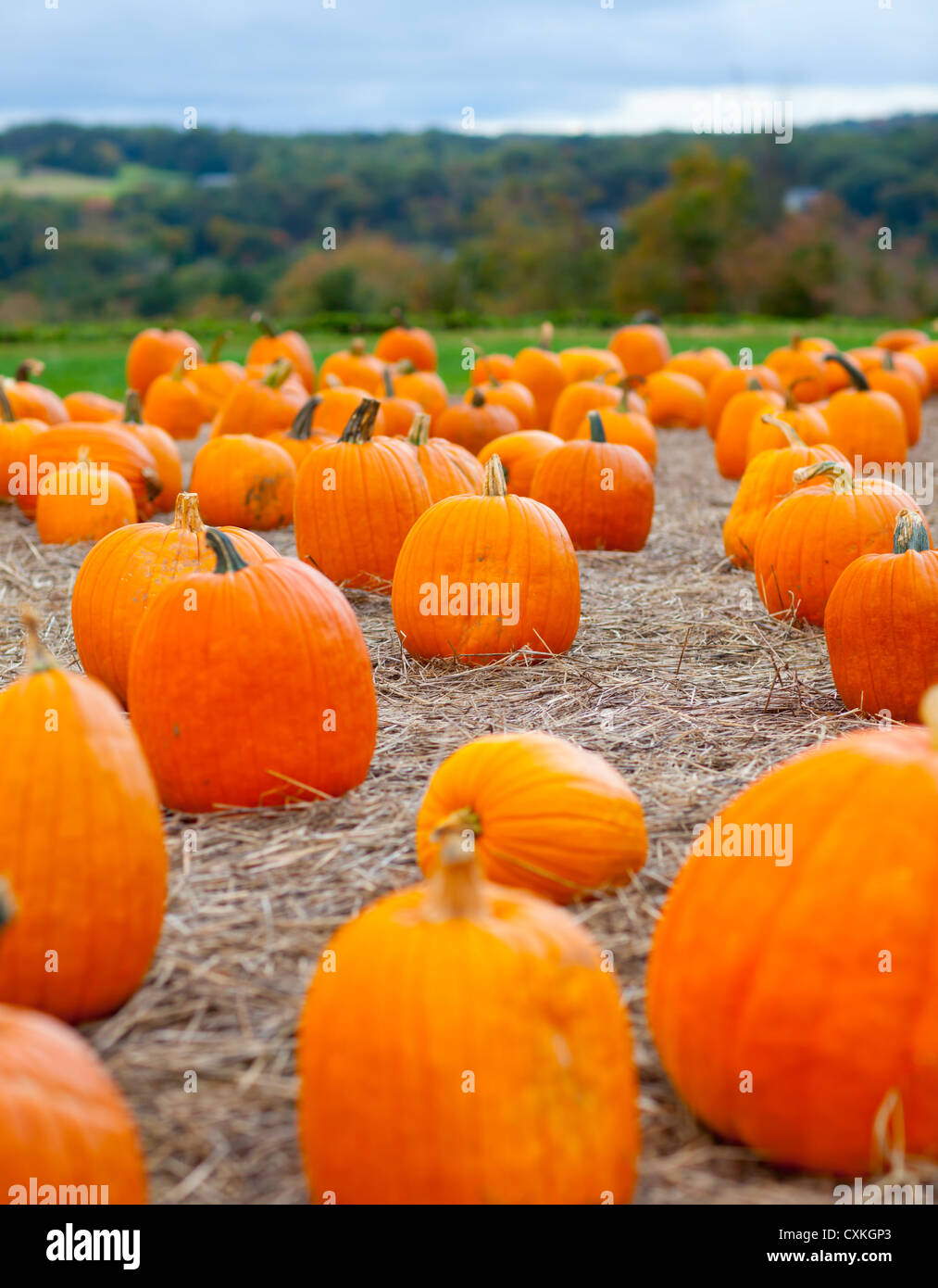 Fall vegetab hi-res stock photography and images - Alamy
