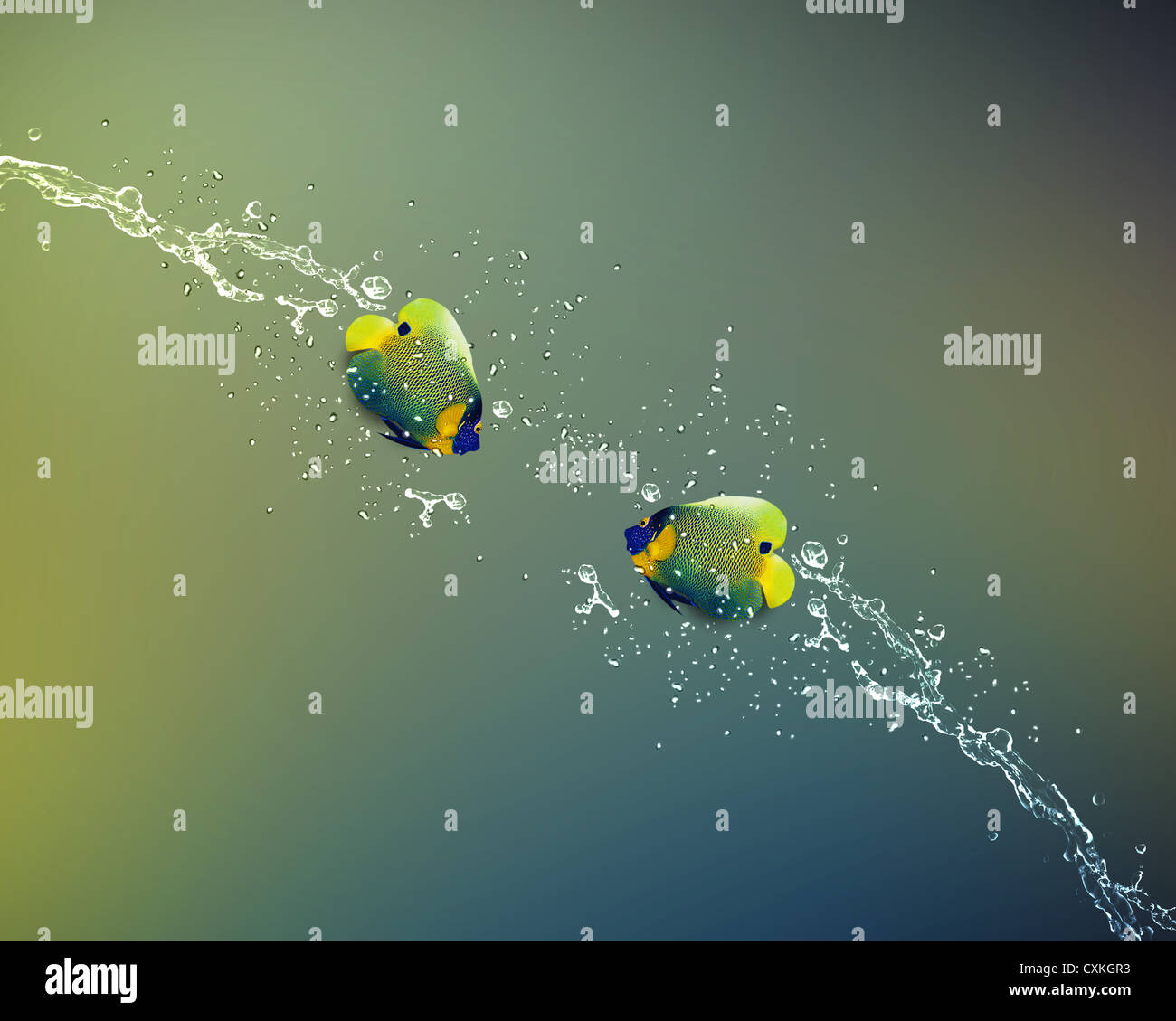 Angelfish jumping, good concept for Recklessness and challenge concept ...