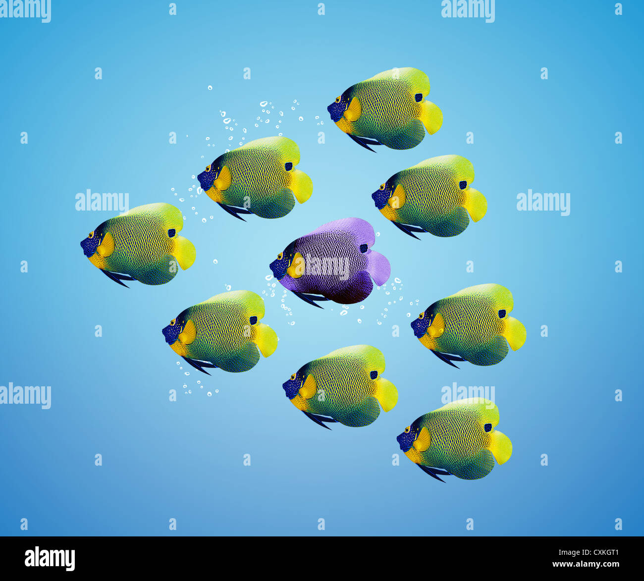 Purble angelfish between group of green angelfish Stock Photo - Alamy