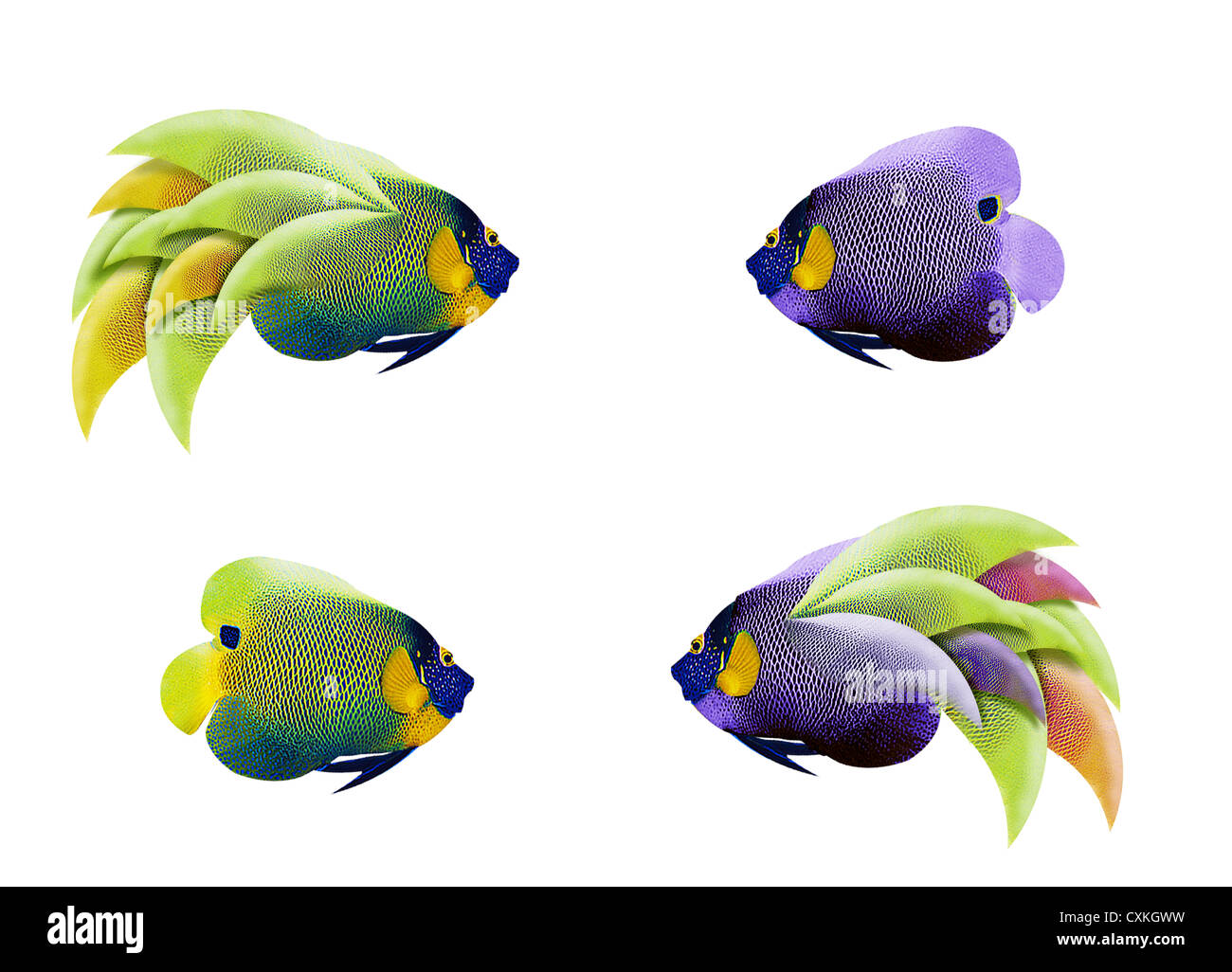 colorful angelfish isolated on white background Stock Photo - Alamy