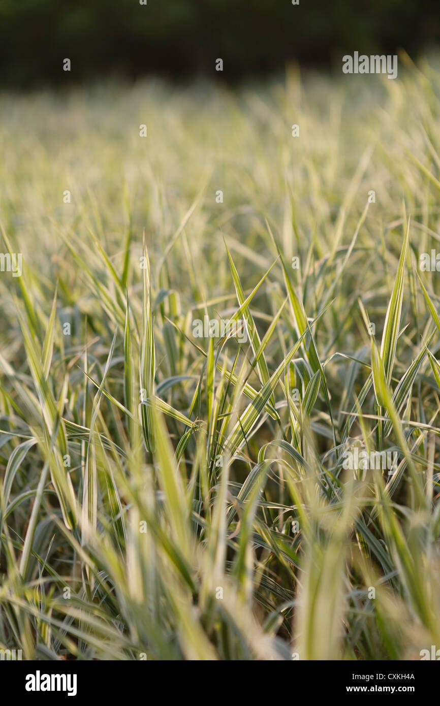 Close-Up Of the grass Stock Photo - Alamy