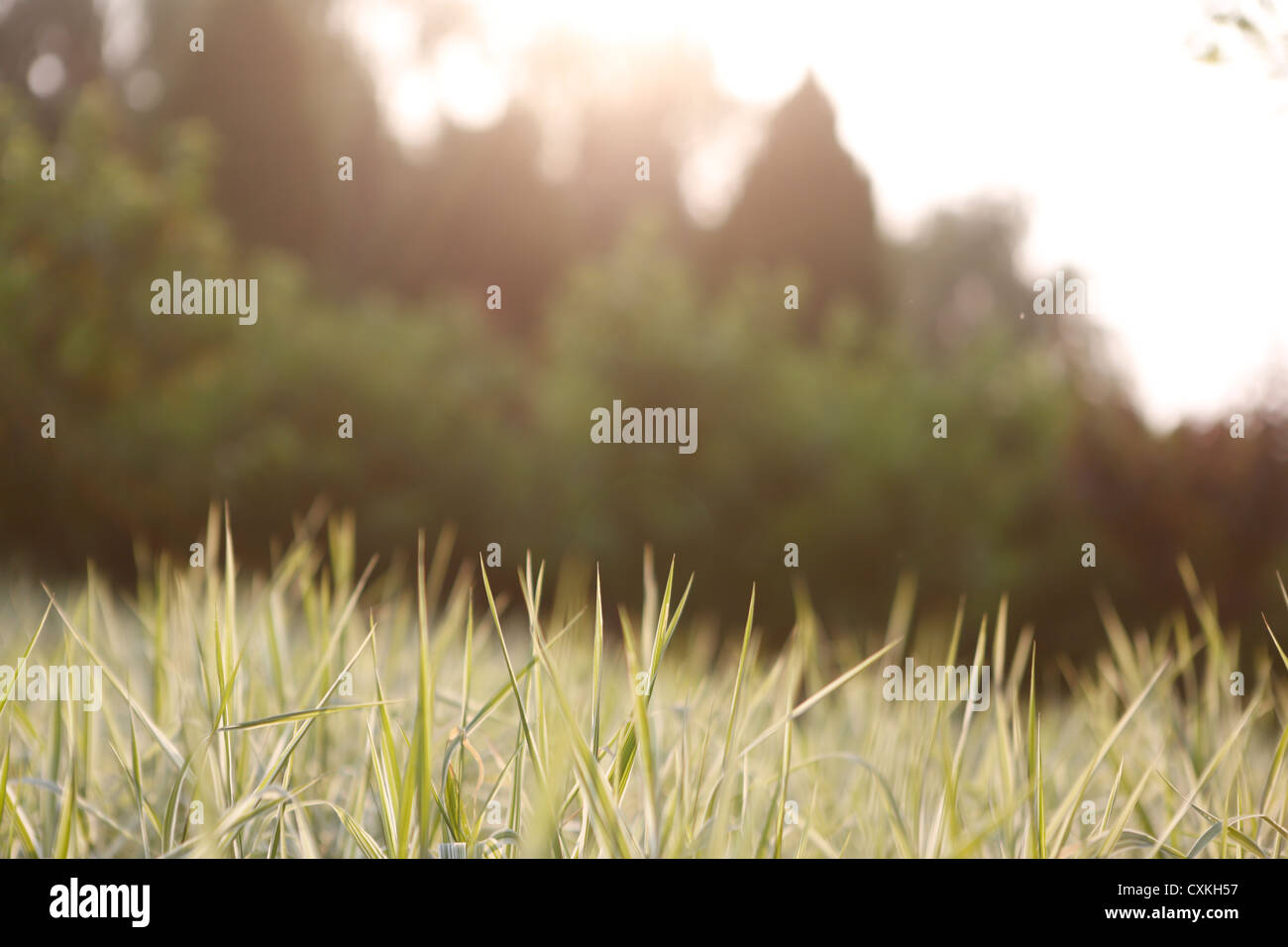 Close-Up of the grass Stock Photo - Alamy
