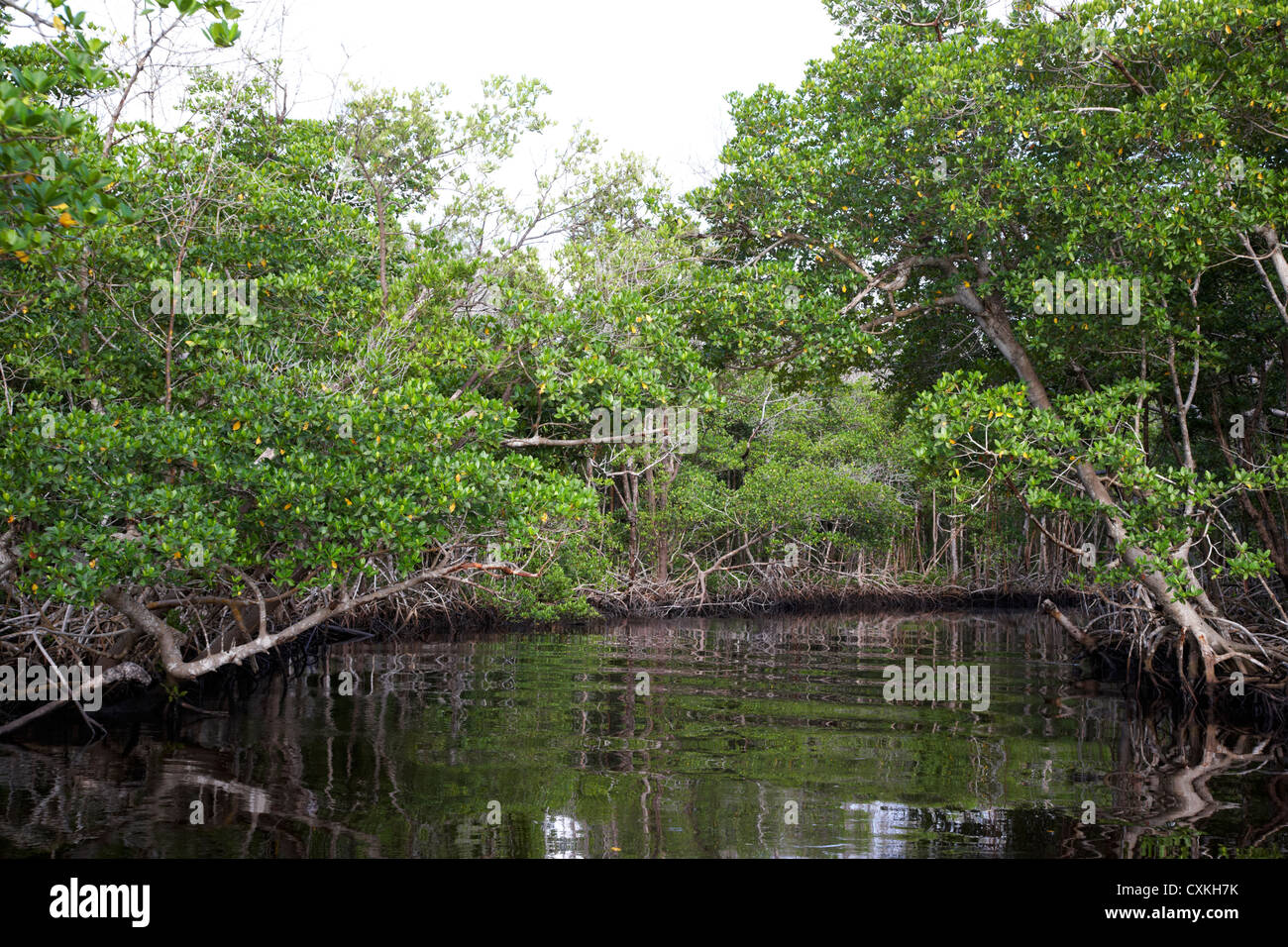 mangrove forest in the florida everglades usa Stock Photo - Alamy
