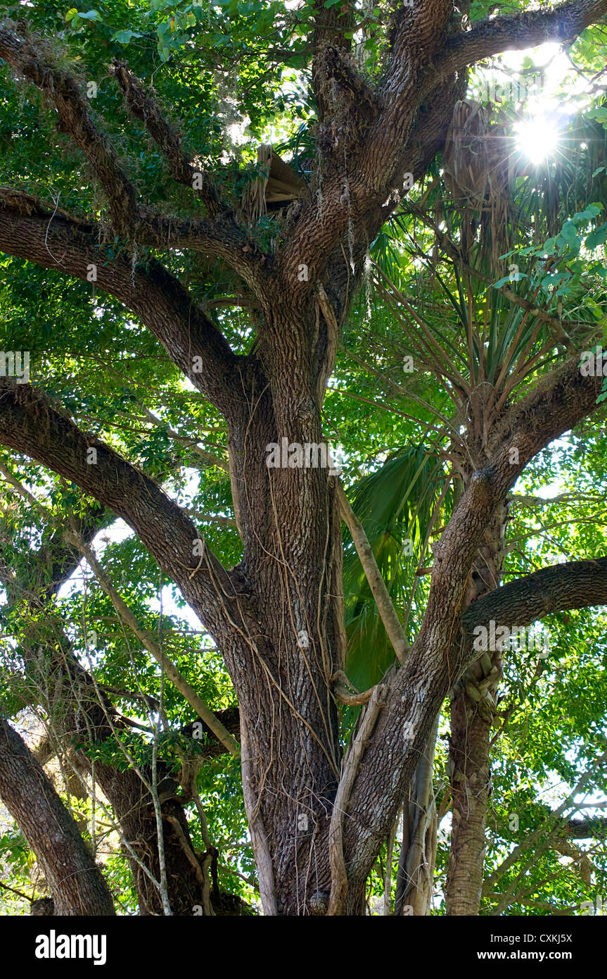 Florida strangler hi-res stock photography and images - Alamy
