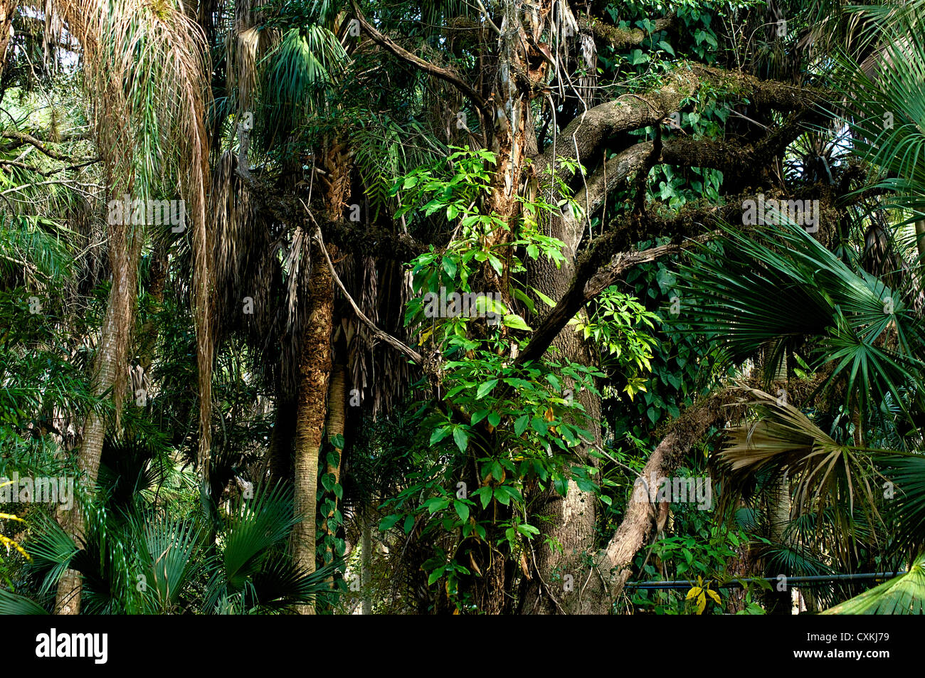 Trees fill hi-res stock photography and images - Alamy