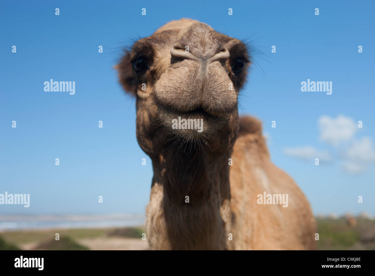 Camel on beach hi-res stock photography and images - Alamy