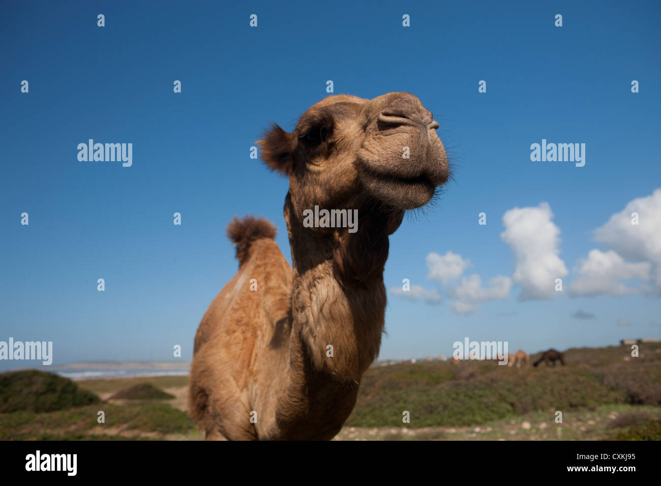 Camel on beach hi-res stock photography and images - Alamy