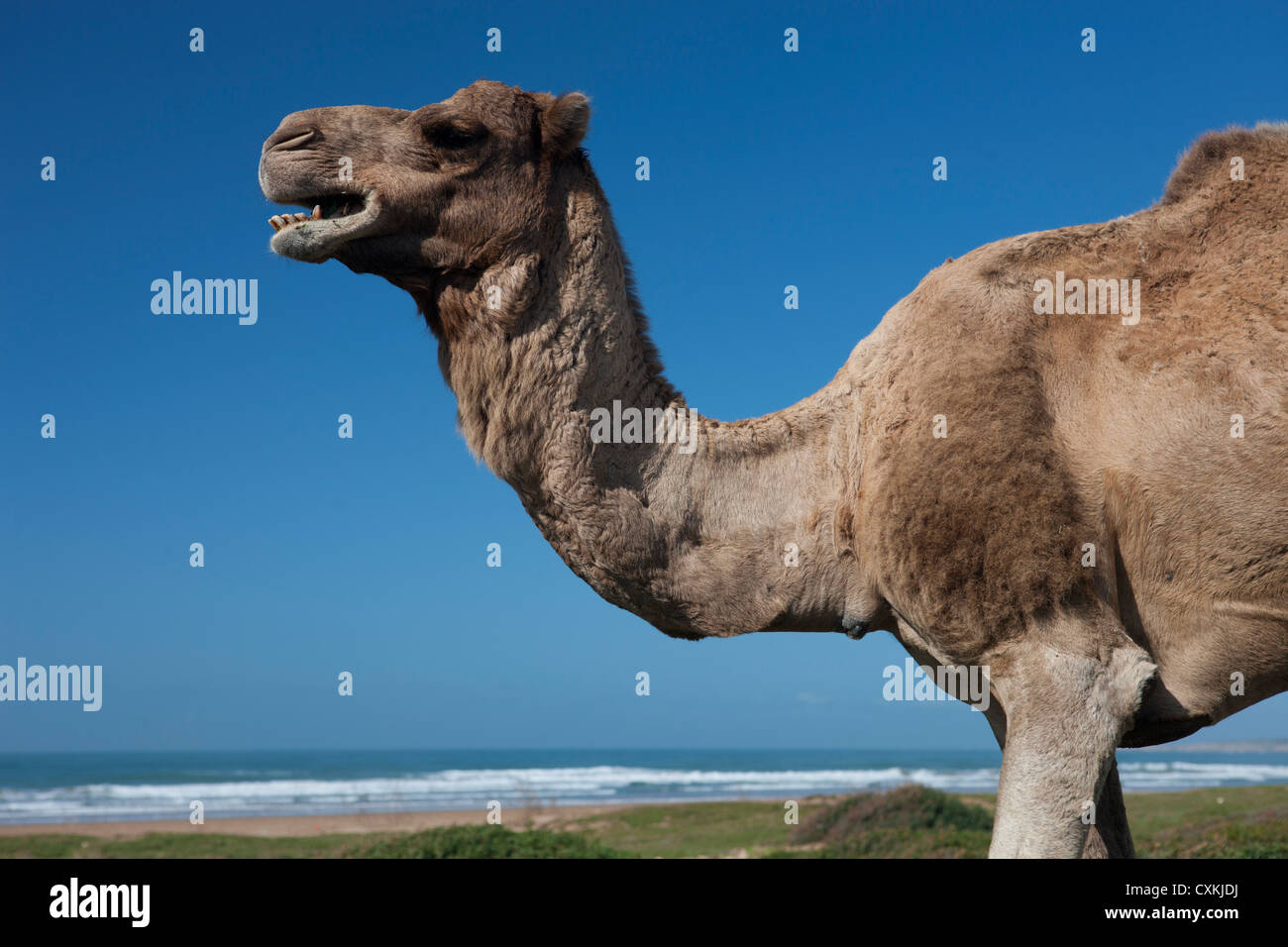 Camel on beach near Essaouira, Morocco Stock Photo - Alamy