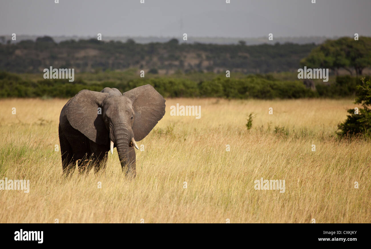 Long elephant tusk hi-res stock photography and images - Alamy