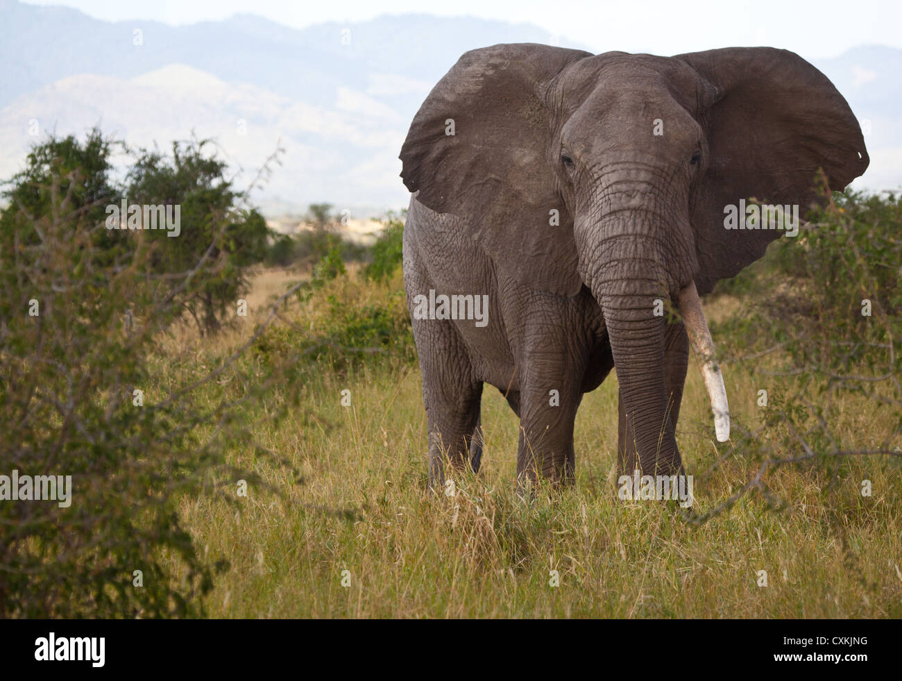 Only one tusk hi-res stock photography and images - Alamy