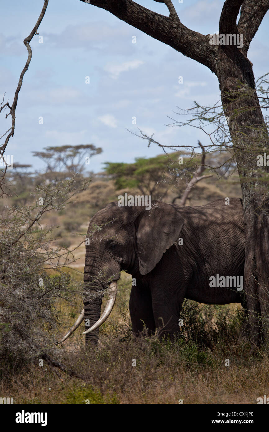 A large Bull African Elephant walks under a huge Acacia tree in ...