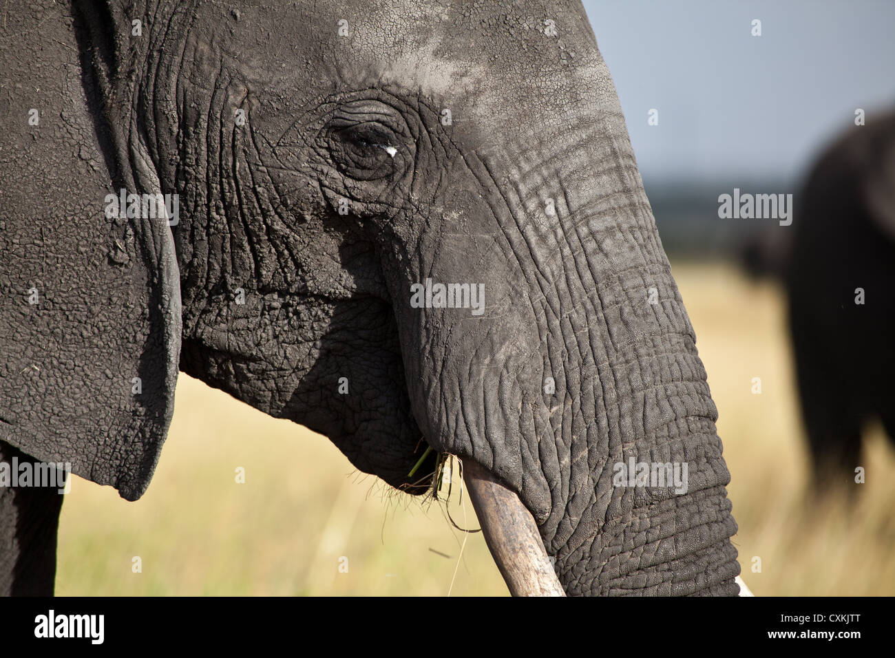 A large African Elephant grazes on the long grasses of the African ...