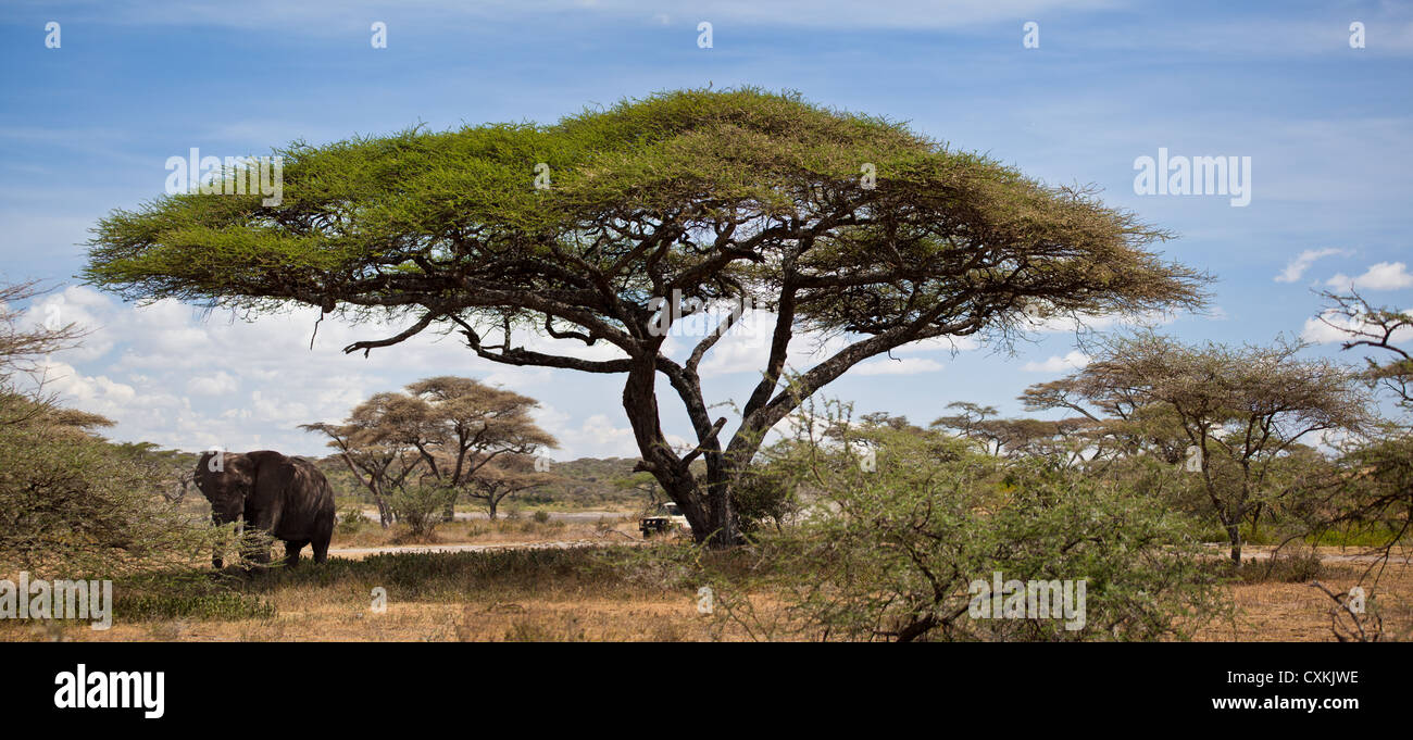 A large Bull African Elephant walks under a huge Acacia tree in ...