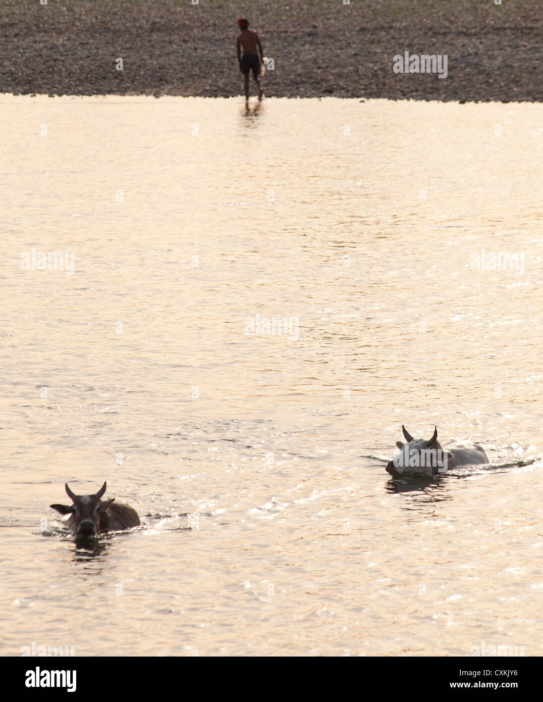 Cows swimming across a river, Bardia National Park, Nepal Stock Photo ...