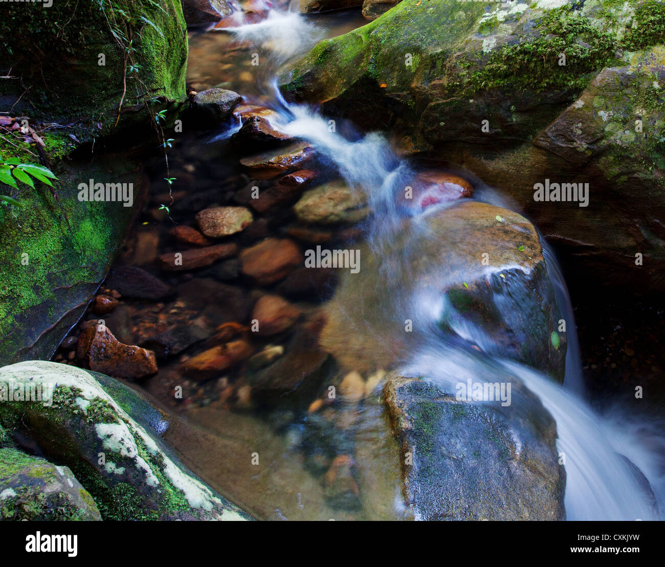 Small waterfall in a rainforest stream, Minnamurra Rainforest ...