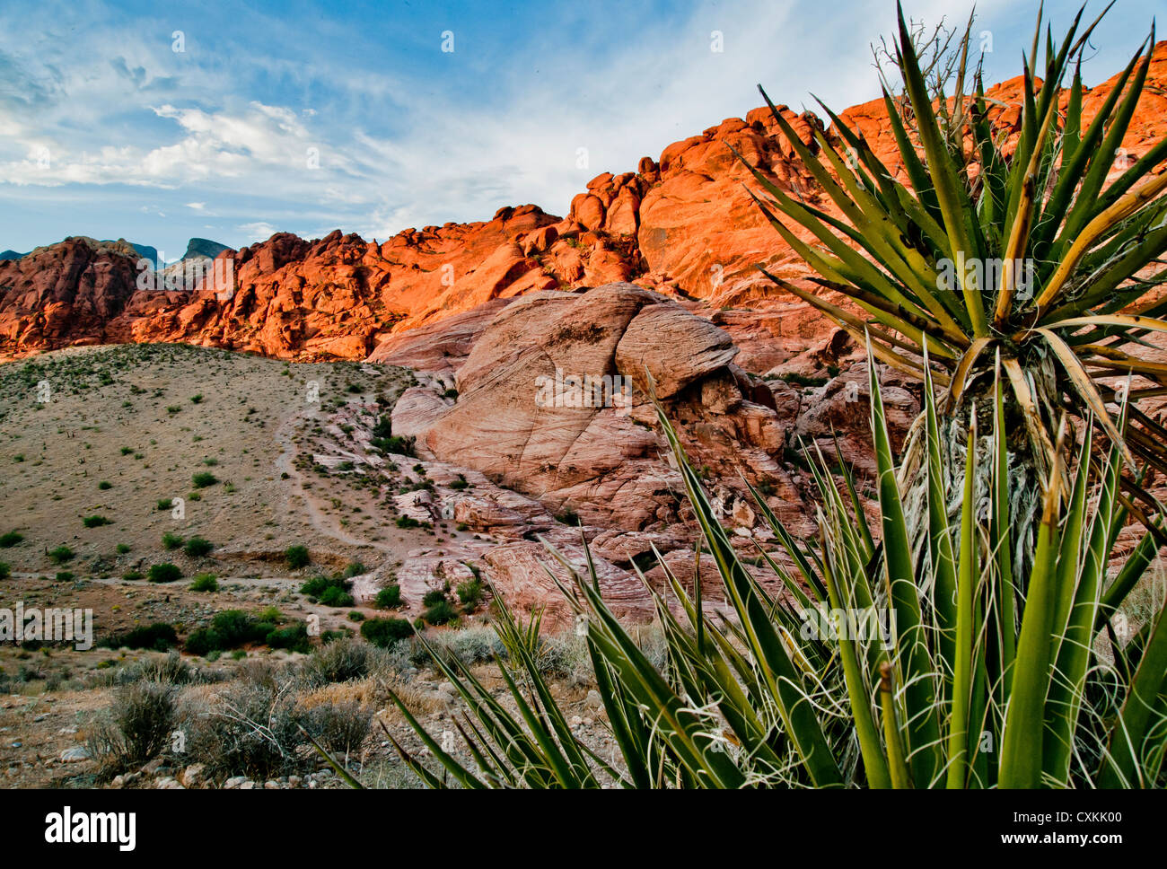 Red rock canyon's calico tanks in sunset colors with yucca in ...