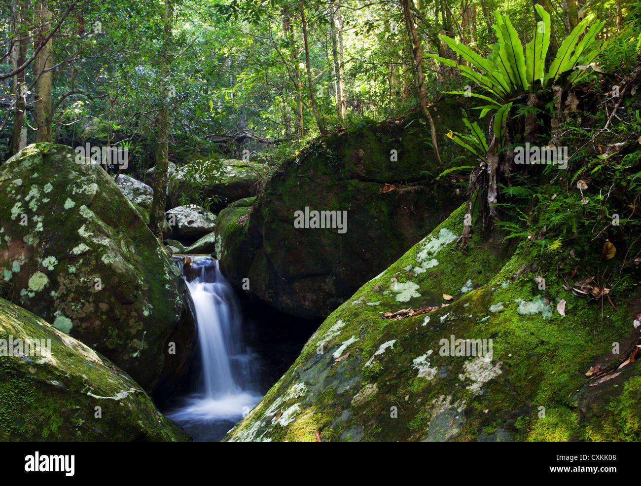 Small waterfall in a rainforest stream, Minnamurra Rainforest ...