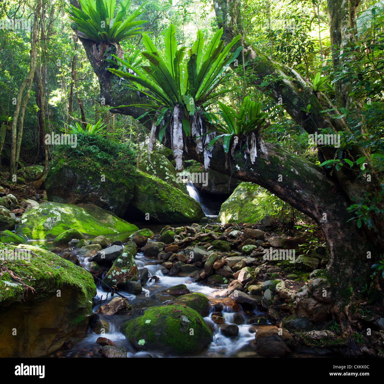 Flowing stream in lush subtropical rainforest, Minnamurra Rainforest ...