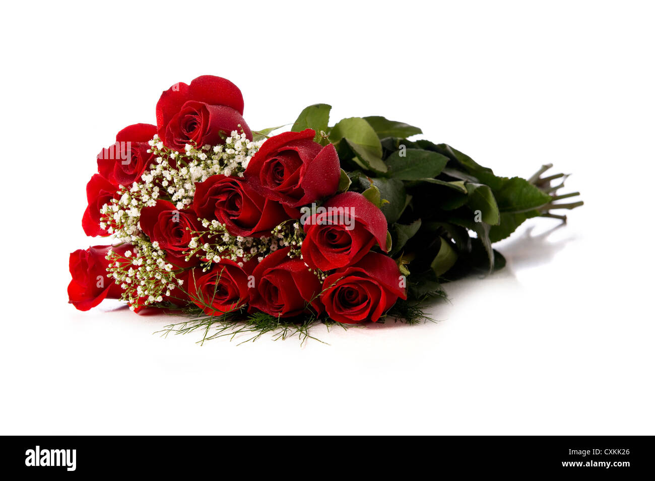 A group of red roses on a white background with copy space Stock Photo ...