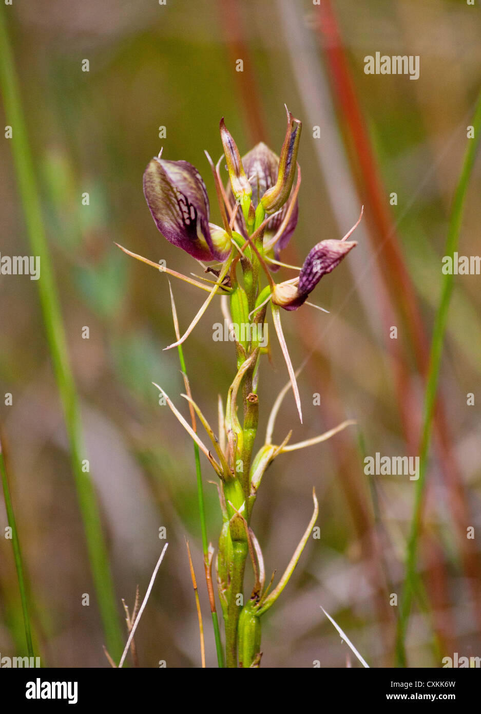 Bonnet Orchid, Cryptostylis erecta, Barren Grounds Nature Reserve, NSW ...