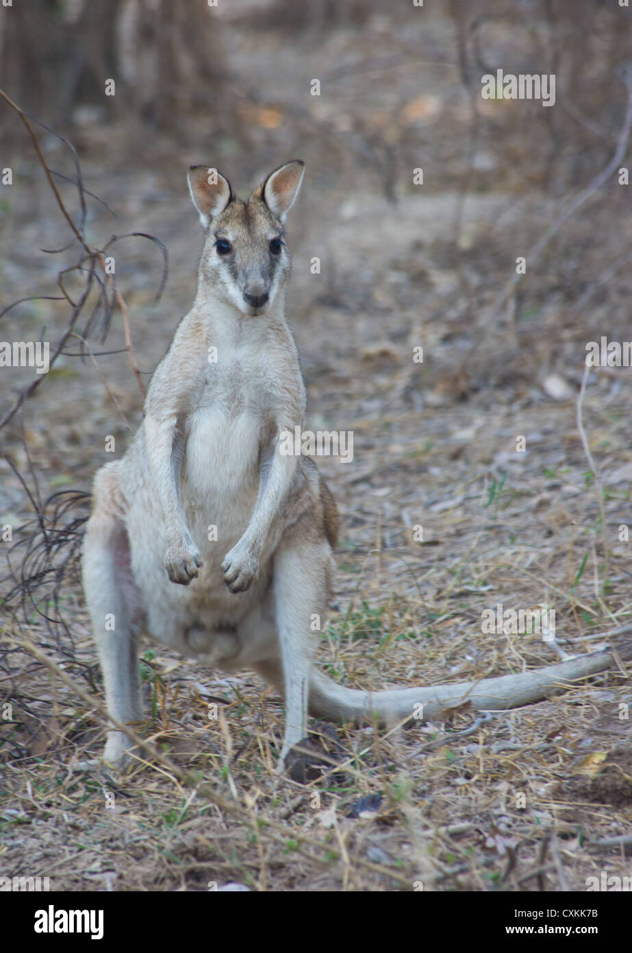 Agile Wallaby (Macropus agilis), Mary River National Park, Northern ...